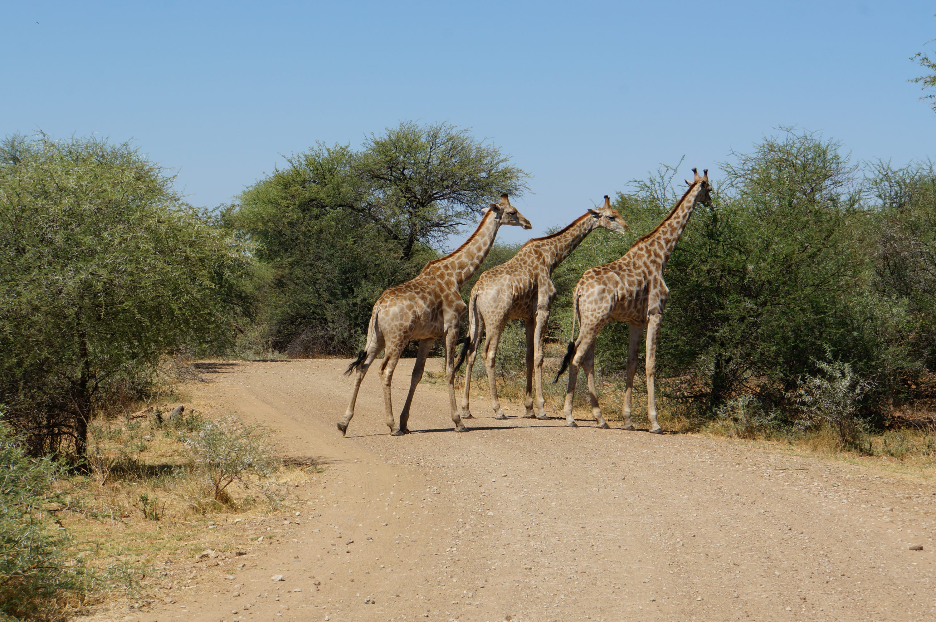 Giraffen im Mahango Game Park – Teilzeittravels