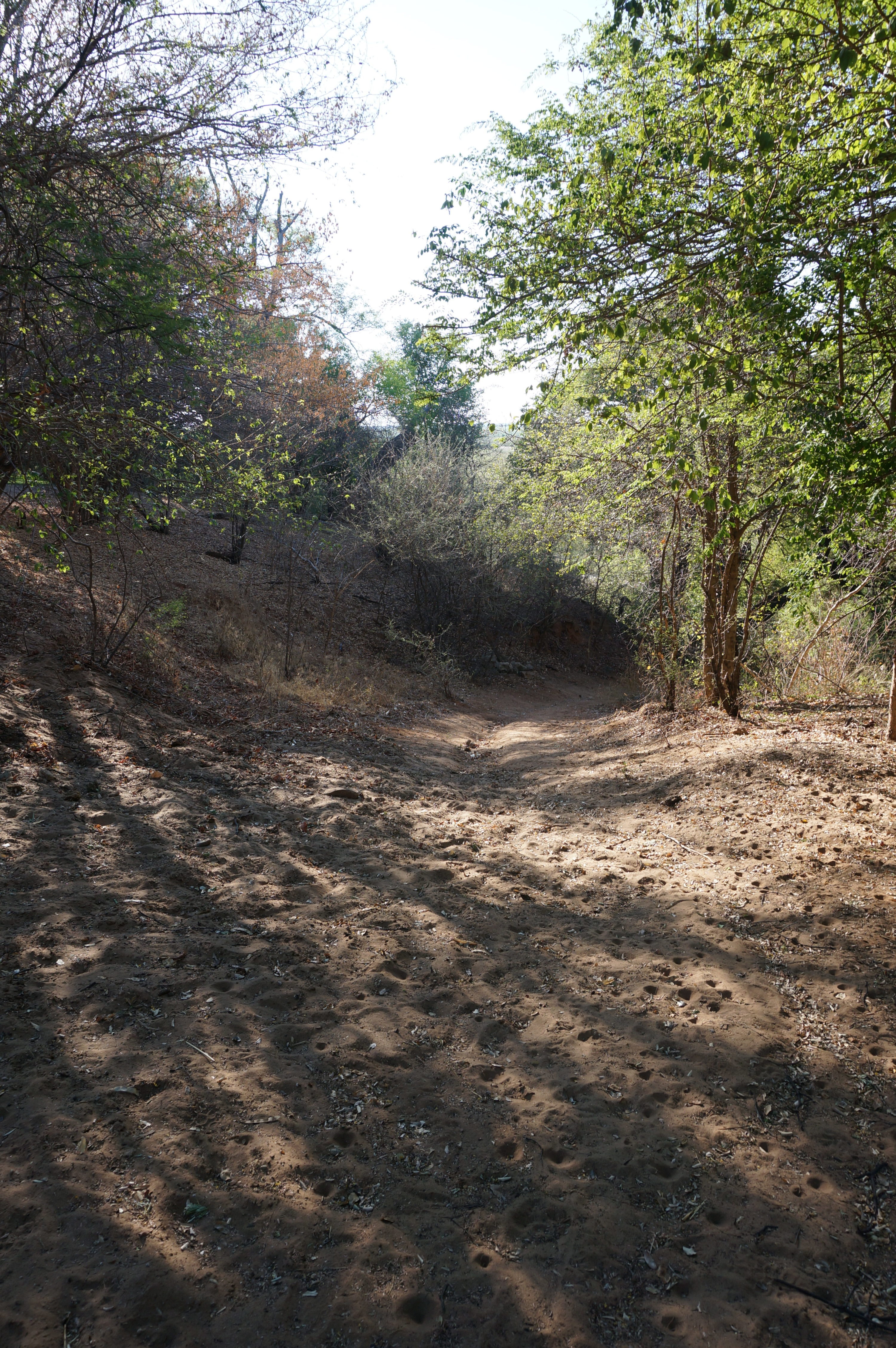 Hippo Highway Elefanten Camp – Teilzeittravels