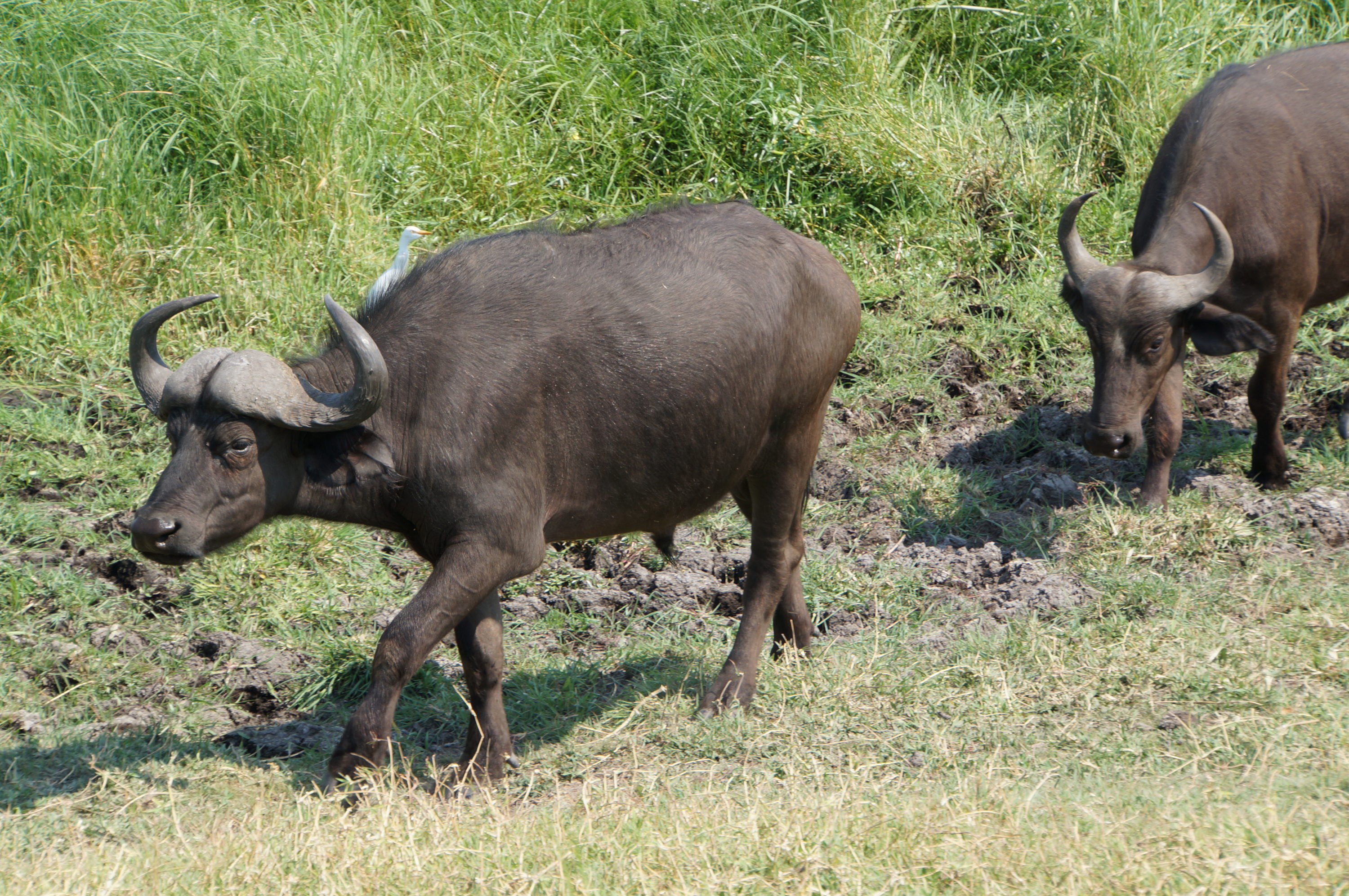 Büffel männlich und weiblich – Teilzeittravels
