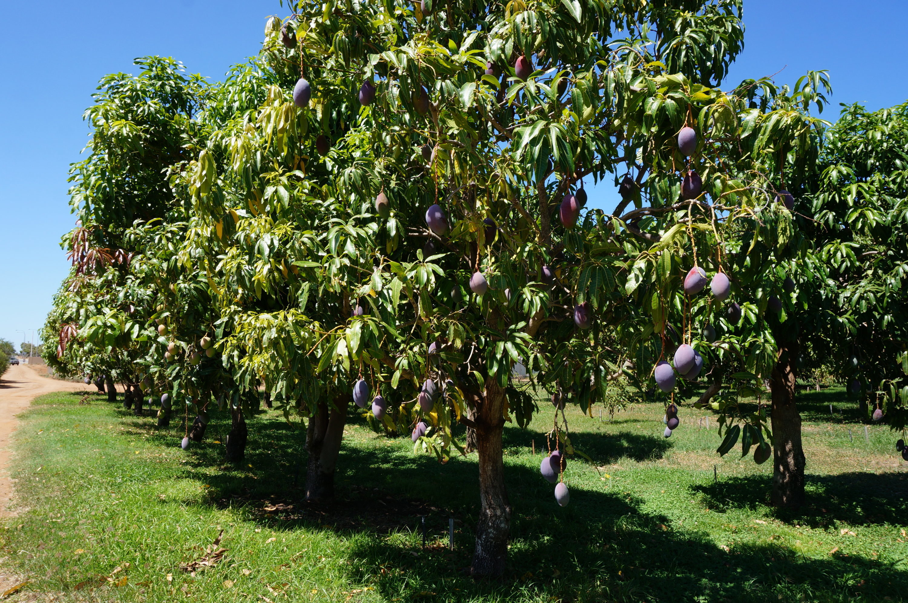 Mango Baum Australien – Teilzeittravels