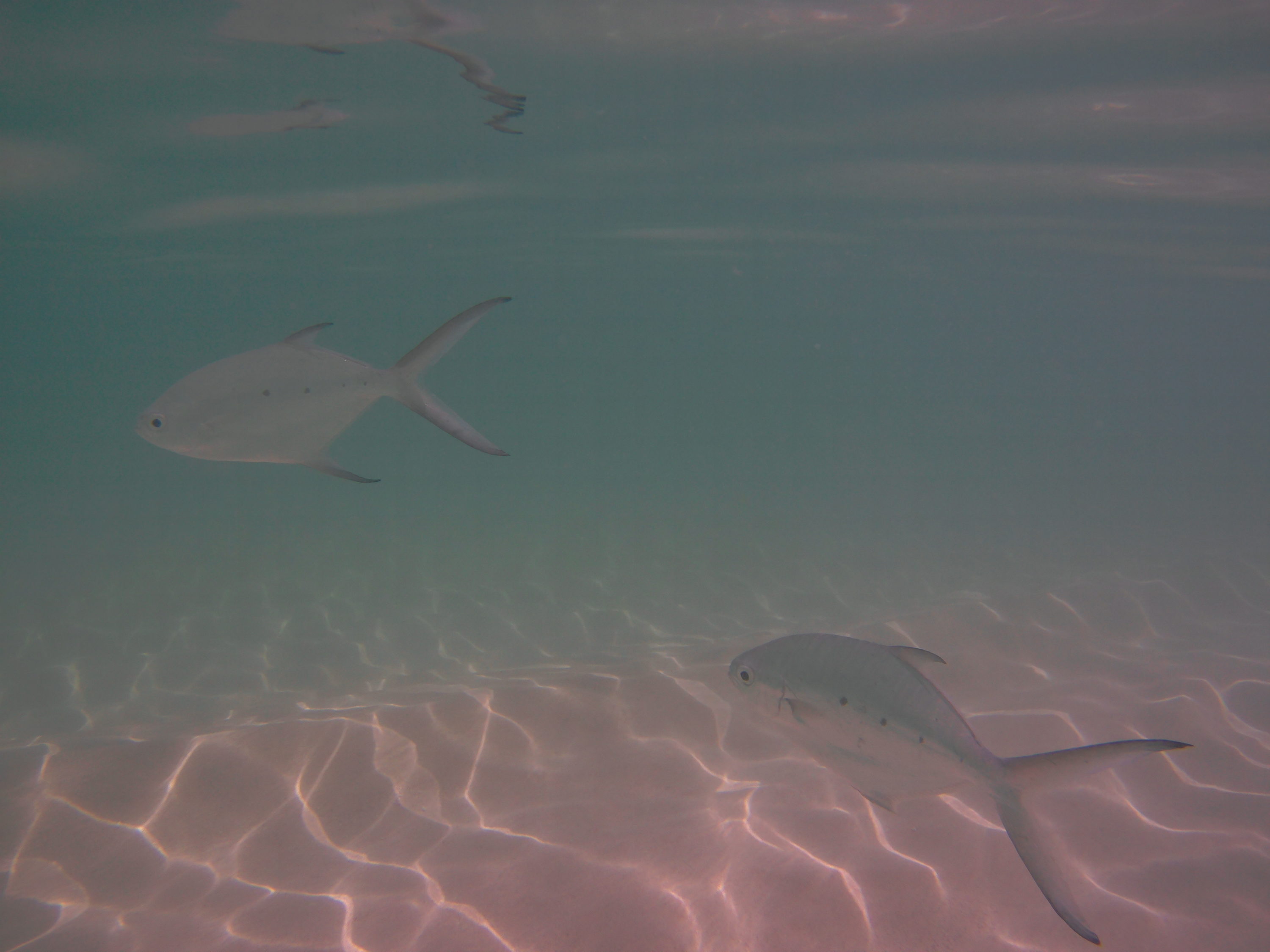 Fische Turquoise Bay Australien – Teilzeittravels
